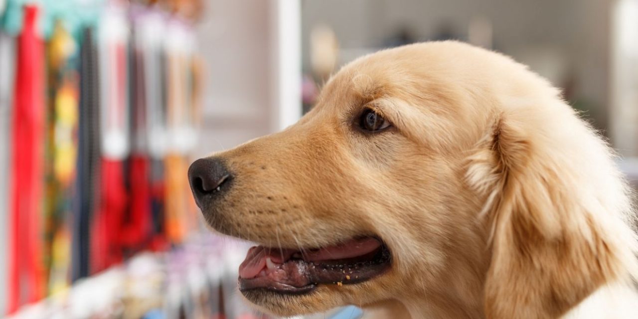 Pet Shop Um Empreendimento Que Vale A Pena Qual O Investimento